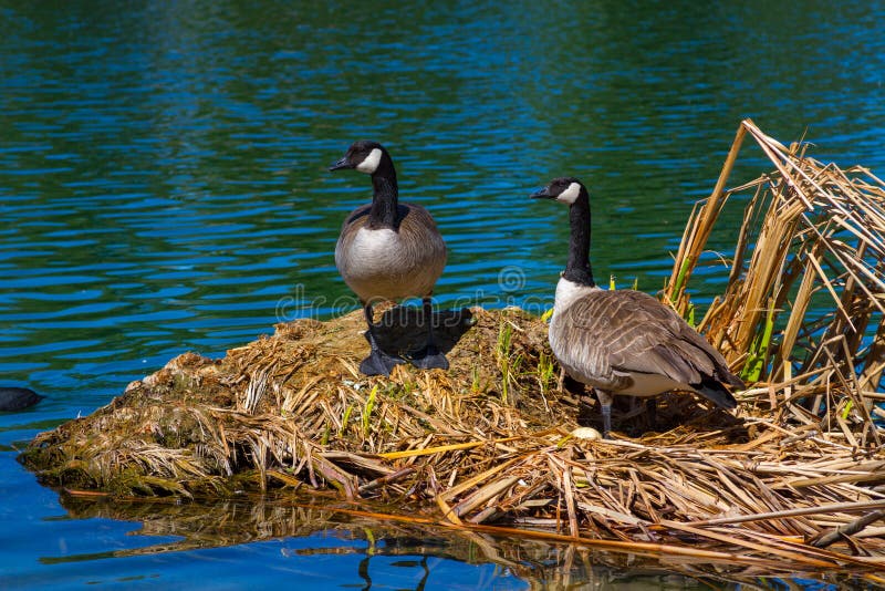 Geese outside in marsh stock image. Image of animal, wildlife - 78103049