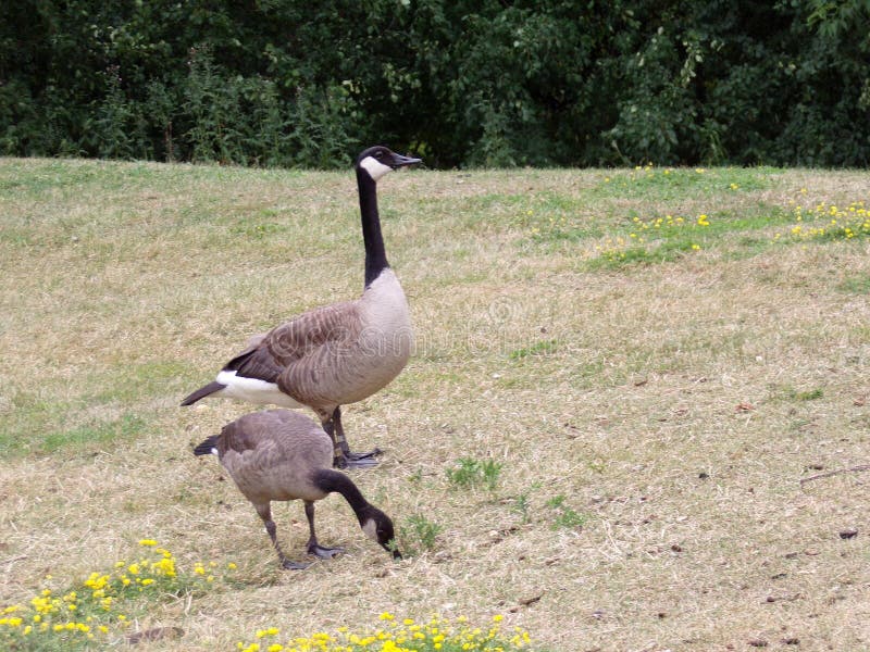 Geese Pair stock photo. Image of flowers, eating, wildlife - 252066408