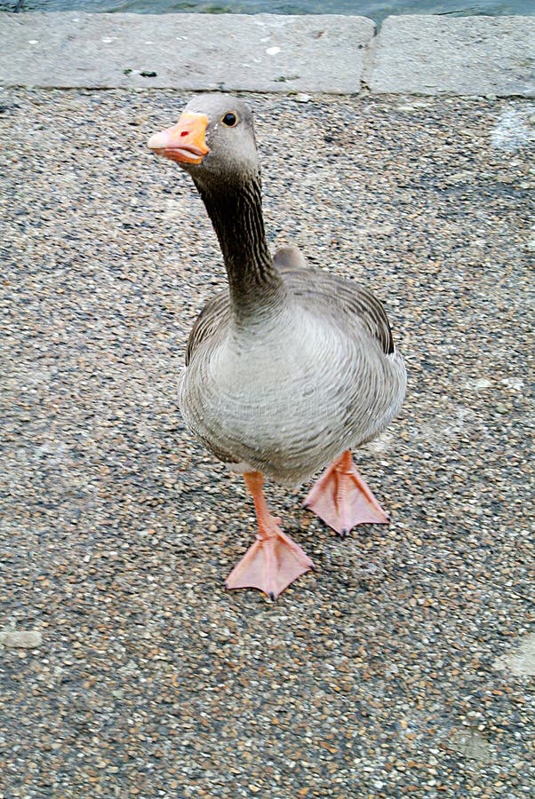 Geese and paper stock photo. Image of outdoors, duckling - 111586272