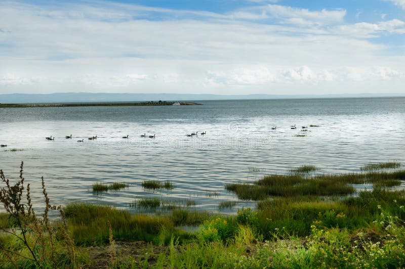 Geese parade stock image. Image of brood, river, waterfowl - 48533593