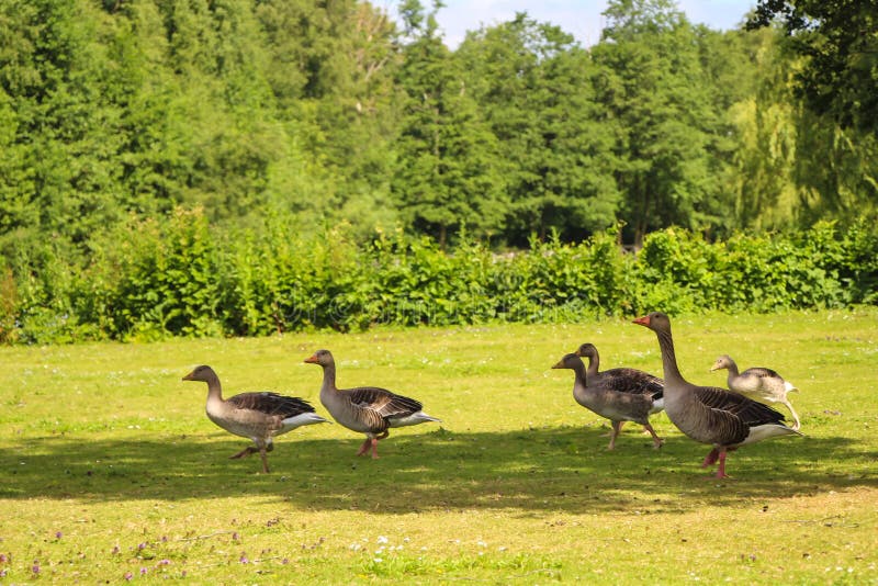 Geese in Park stock photo. Image of life, flock, gaggle - 98575800