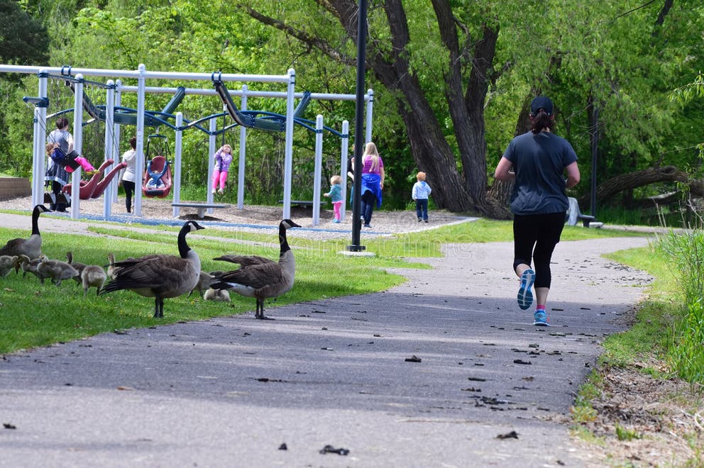 Geese stock image. Image of enrichment, detail, attraction - 93235339