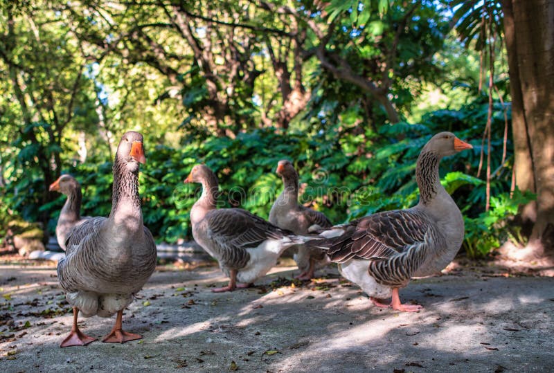 Geese in a park stock image. Image of flock, tree, wood - 234724137