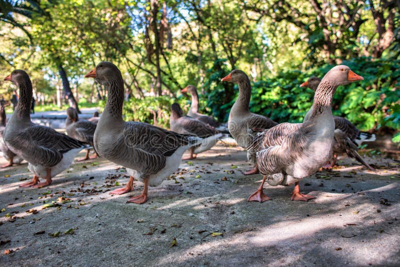 Geese in a park stock photo. Image of feather, beak - 234724148