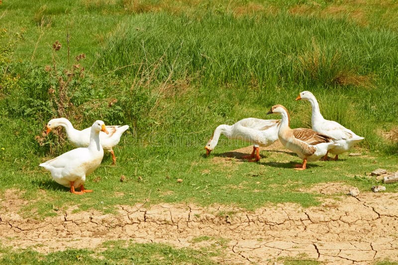 Geese in the pasture stock image. Image of eating, action - 25109453