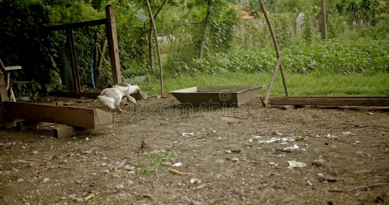 Geese Pecking at Food on the Ground in a Fenced Farm Area Stock Video ...