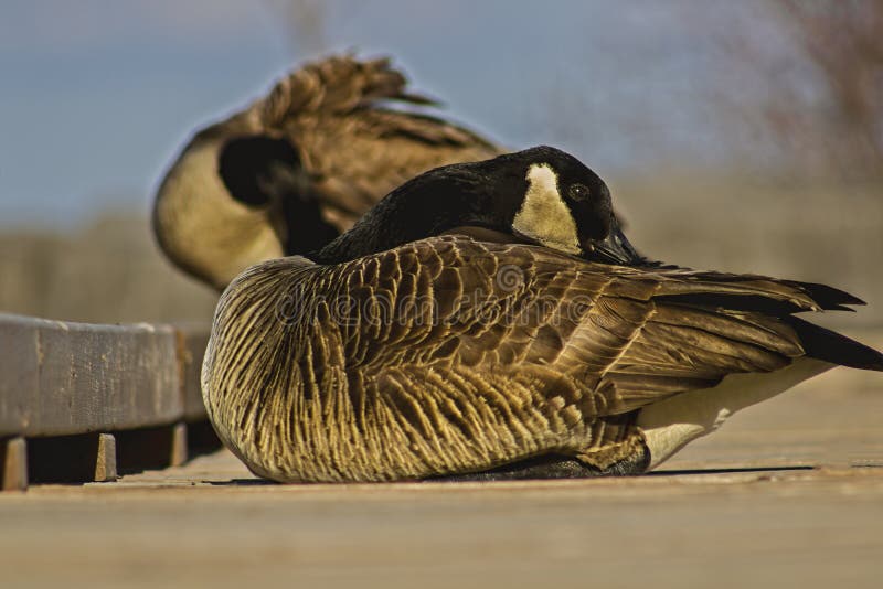 Proud Canadian Goose, Spring Time. Stock Photo - Image of proud, animal ...