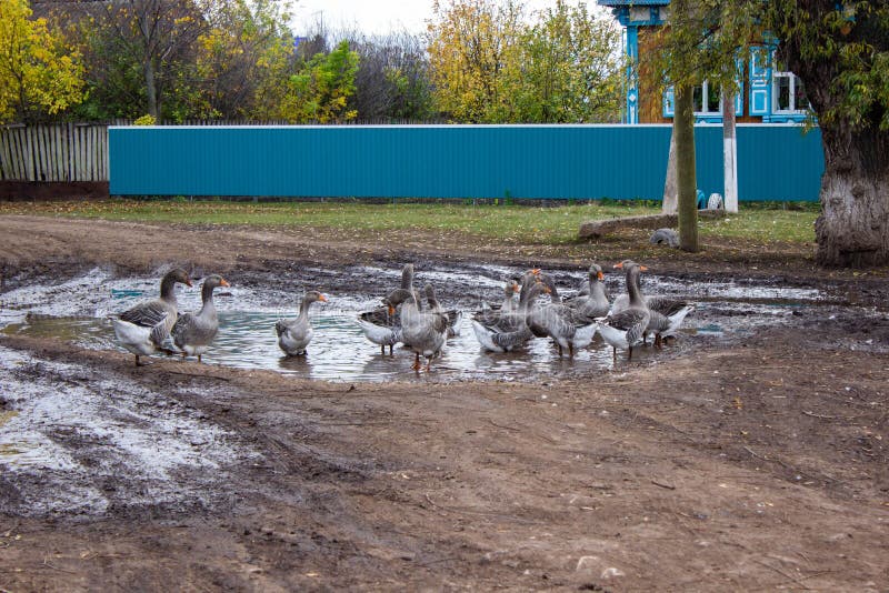 Geese Playing in a Puddle. Geese Swim in a Puddle on a Rural Road Stock ...