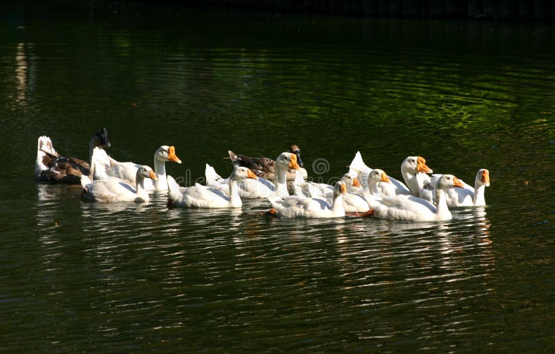 Geese In A Pond 1 Picture. Image: 692173