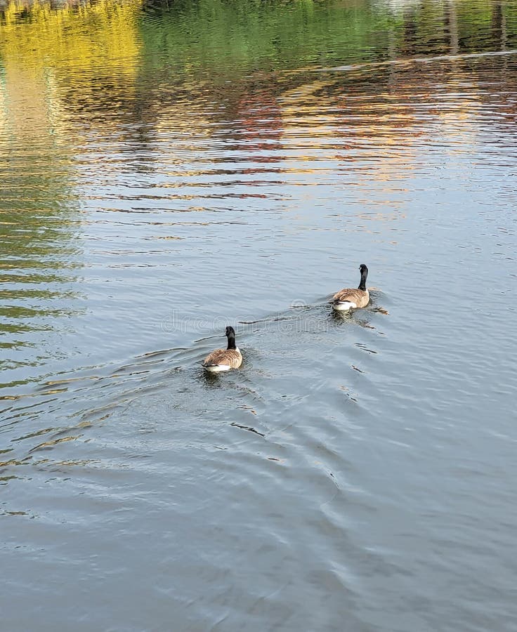 Geese on Pond stock photo. Image of bird, jzaring, geese - 43032426