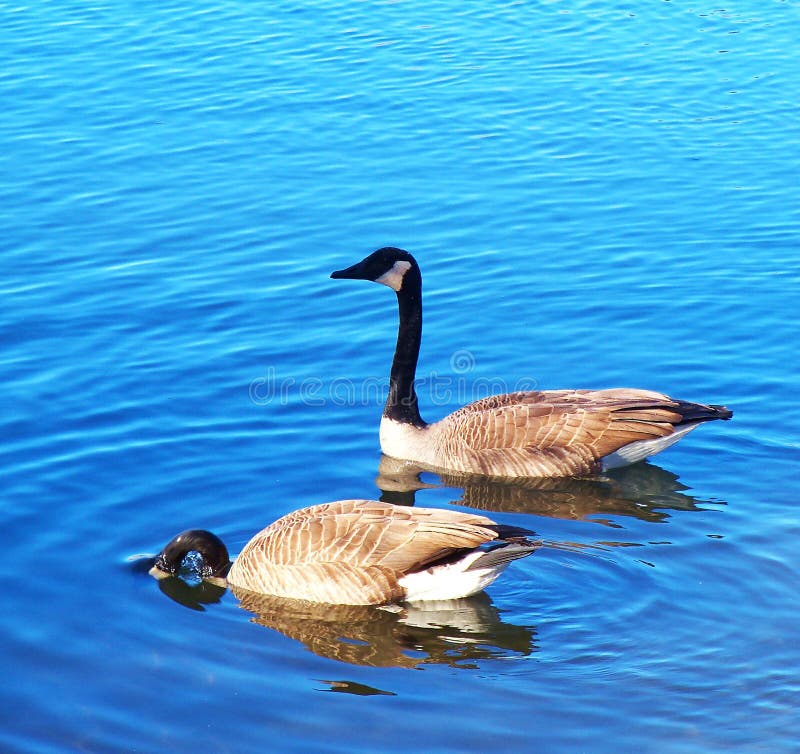 Geese on the Pond stock photo. Image of blue, water, goose - 97618996