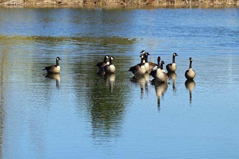 Geese on the pond stock photo. Image of geese, white - 104287132