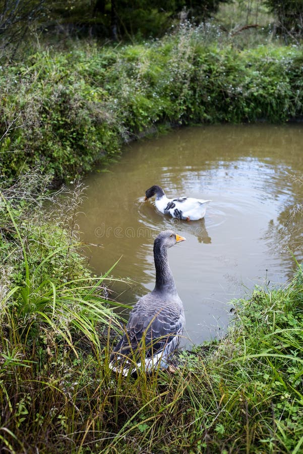 Geese in pond stock photo. Image of anser, animals, outdoors - 60643458