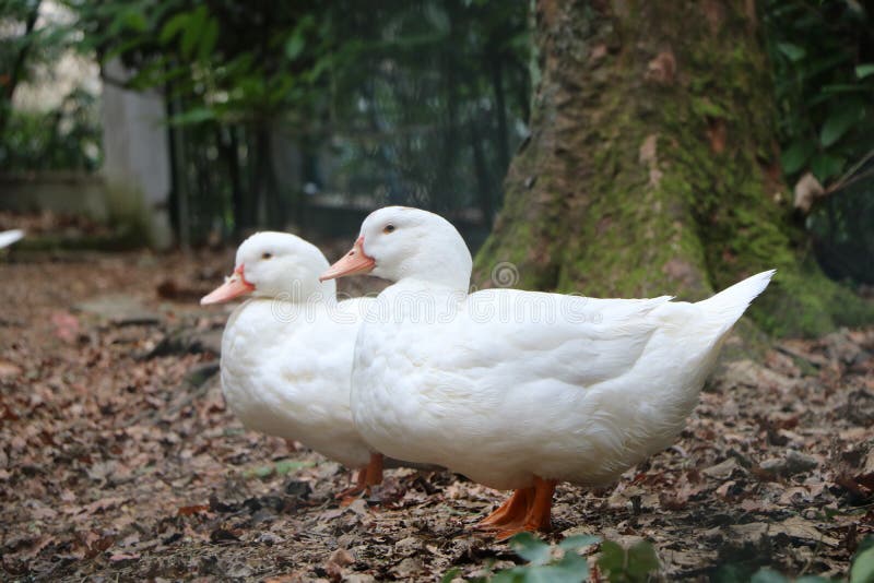 Geese in the Pond - Portugal Stock Image - Image of close, colorful ...