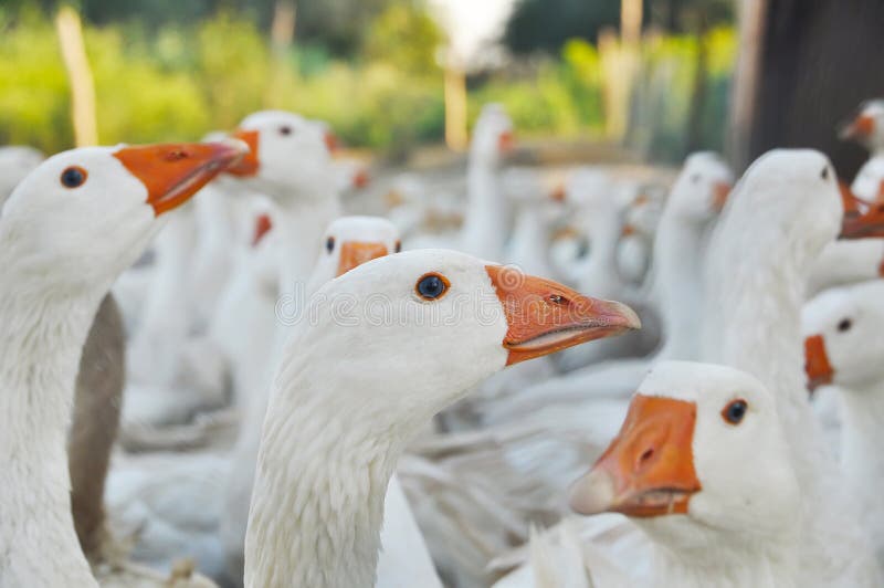Geese poultry stock photo. Image of poultry, bird, nature - 19118098