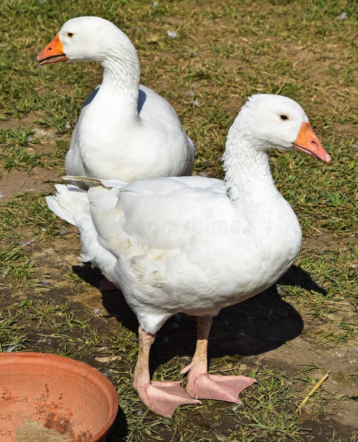 Geese in the poultry yard stock photo. Image of poultry - 61157136