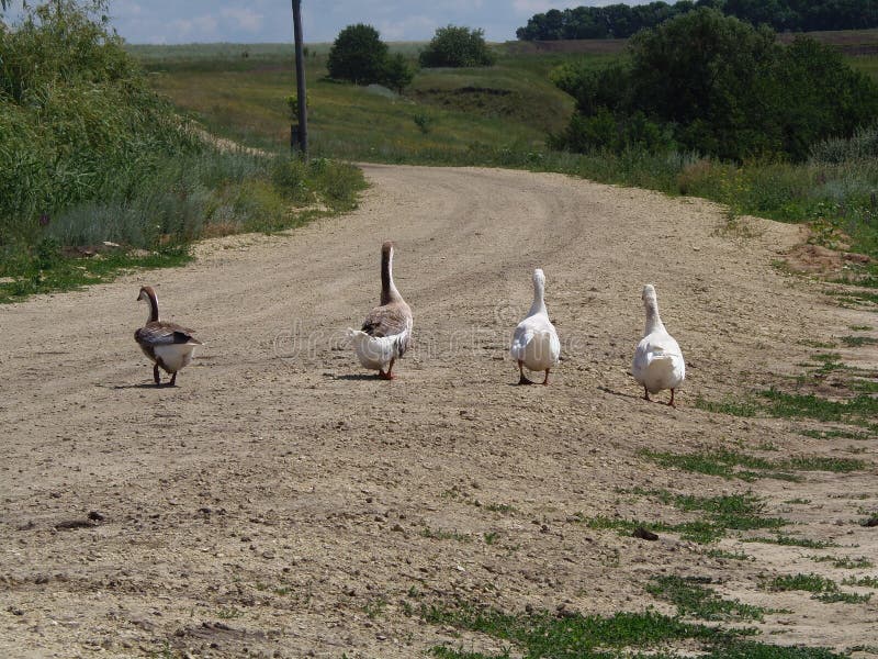 Geese stock image. Image of village, geese, natural, road - 87368565