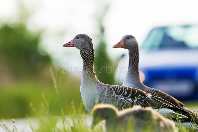 Geese on the road stock photo. Image of kill, background - 53926242