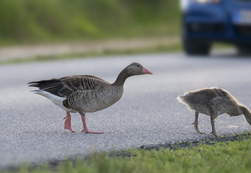 Geese on the road stock photo. Image of goose, geese - 53926192