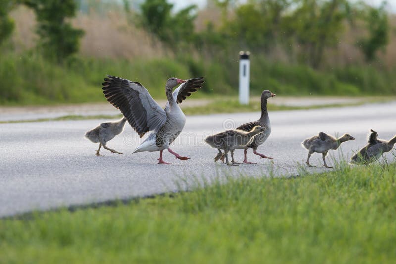 Geese on the road stock image. Image of animal, cute - 53926373