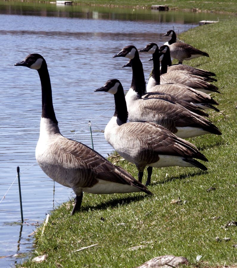 Geese in a Row stock photo. Image of canadian, standing - 250170