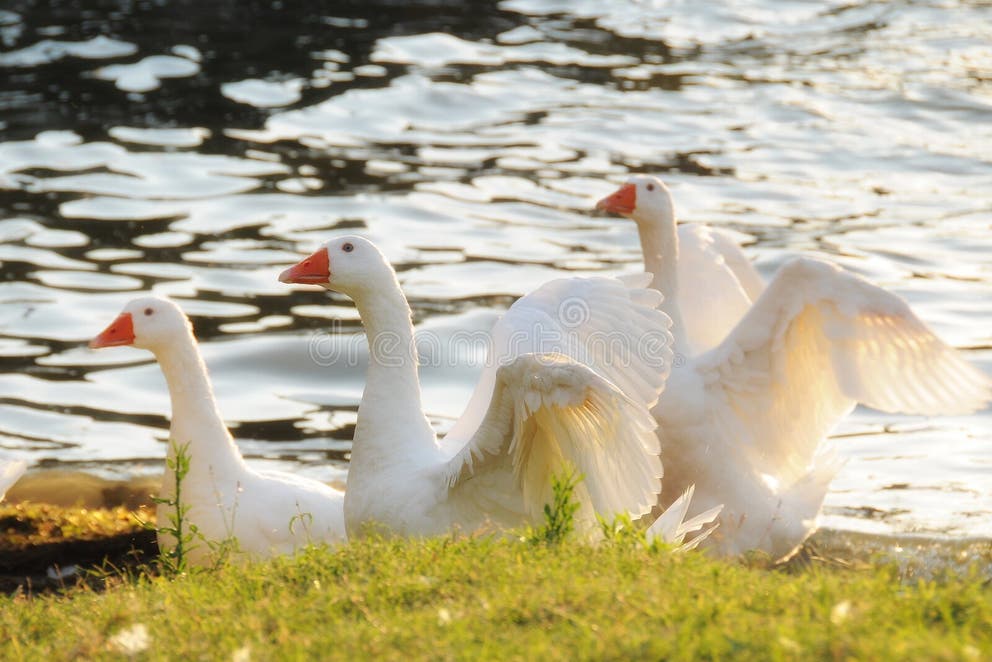 Geese Running on the Sea Shore Stock Image - Image of bird, field: 33269053