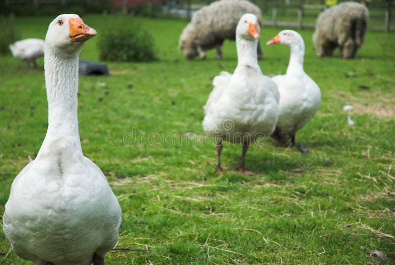 Geese and Sheep stock image. Image of geese, sheep, animal - 22707627