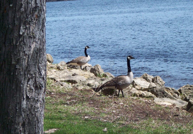 Geese on the Shore stock image. Image of spring, scenery - 53483367