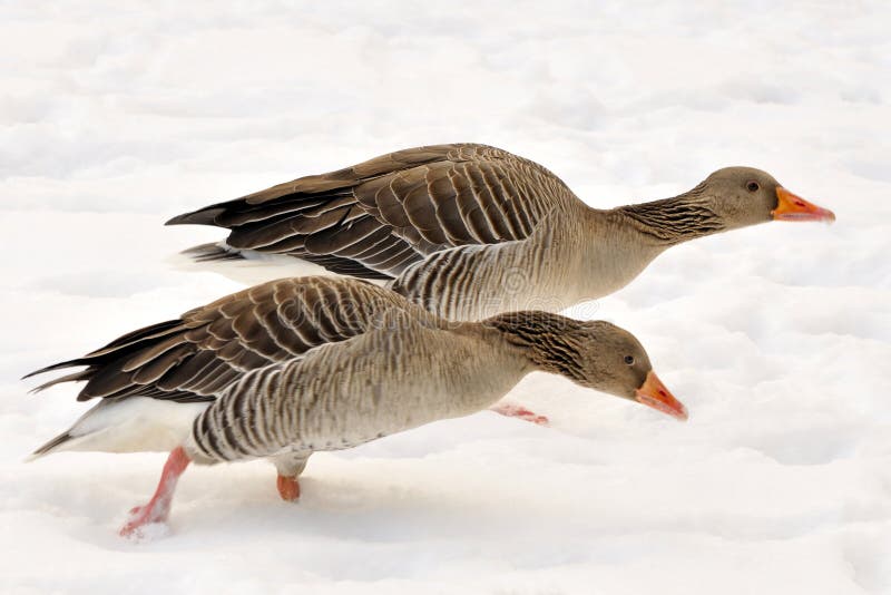 Geese in the snow stock image. Image of large, walking - 13158693
