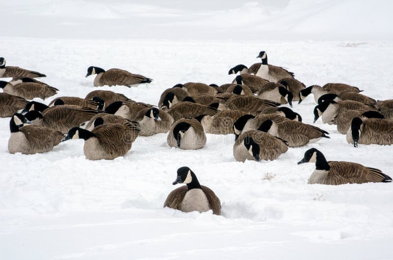 Geese in the snow stock photo. Image of grey, geece, seasonal - 37716058