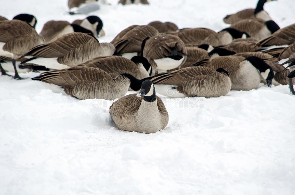 Geese in the Snow Looking for Food Stock Image - Image of birds, cold ...