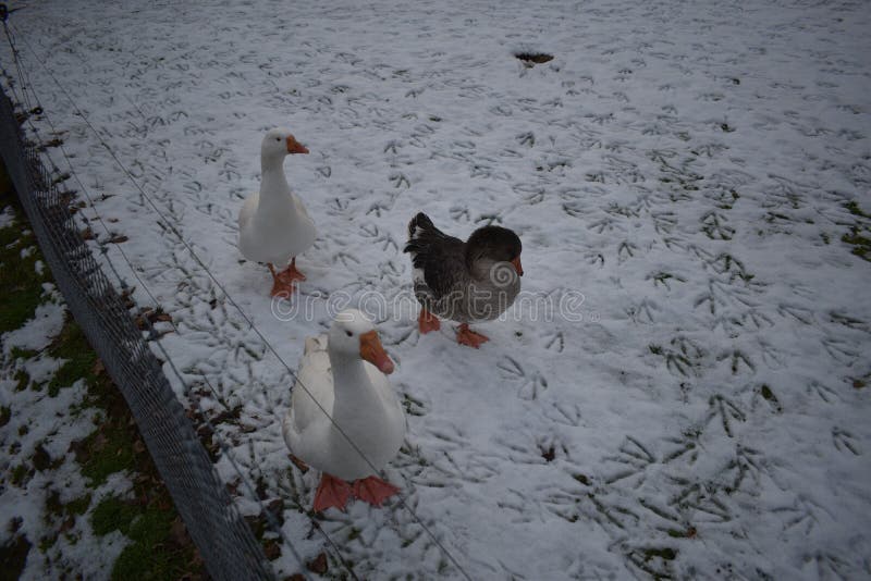 Geese Tracks on Snow stock photo. Image of wildlife, snow - 38406152