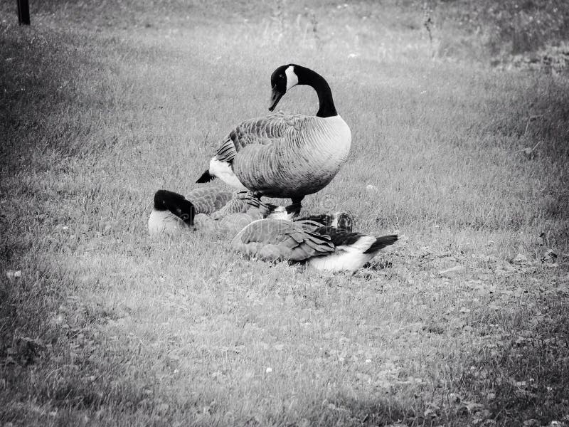Geese stock image. Image of animals, perfect, goose, geese - 48649397