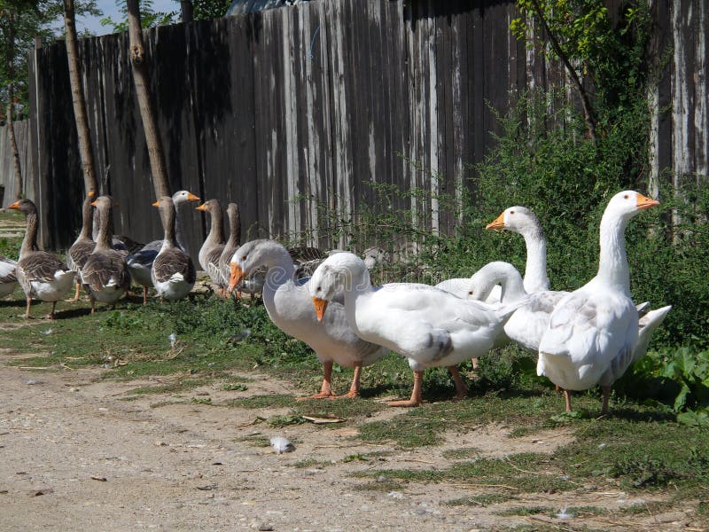 Geese stock image. Image of eating, feathers, fowls, animal - 48226337