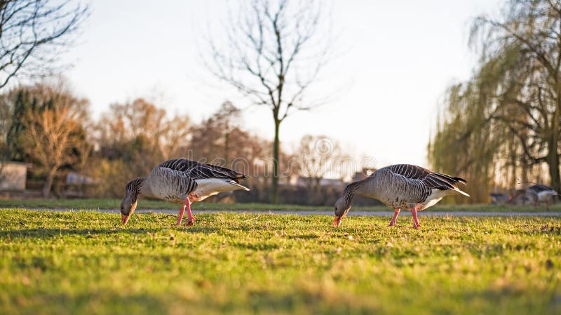 Geese in spring stock photo. Image of people, lawn, anser - 89433442