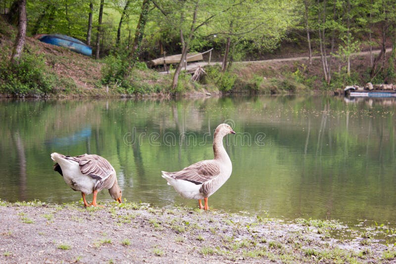 Geese standing near pond stock photo. Image of bird, daylight - 70614050