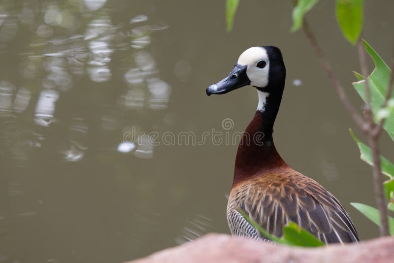 The Geese are Staring Happily Along the Canal Stock Photo - Image of ...