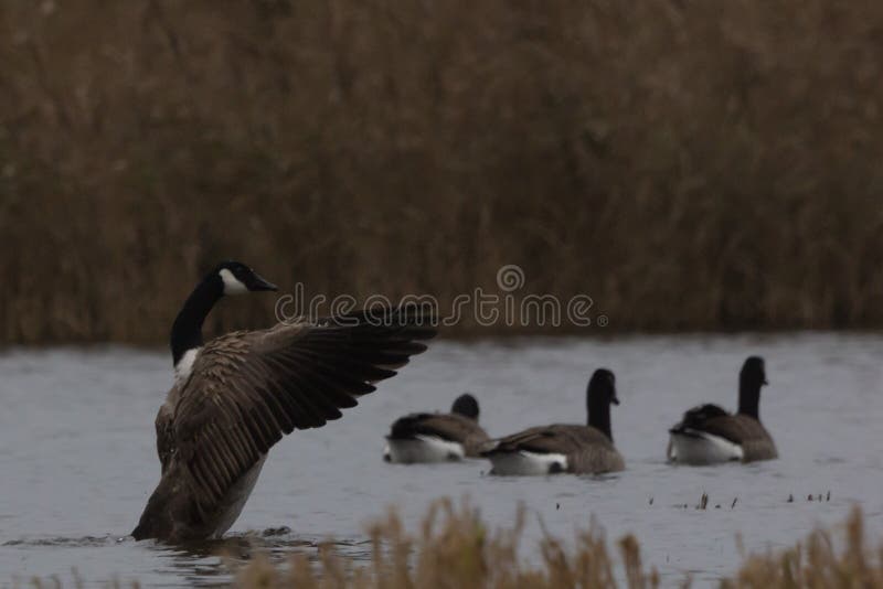 Geese stretching out stock photo. Image of foul, geese - 202717394