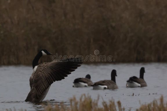 Geese stretching out stock photo. Image of foul, geese - 202717394