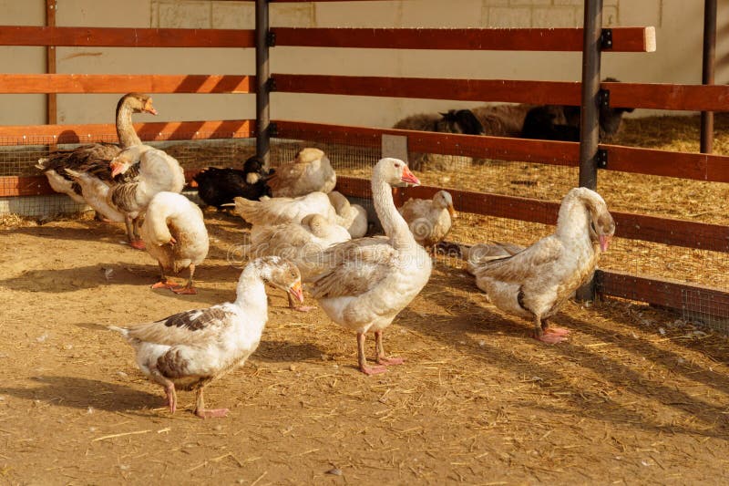 Geese Strutting on a Rustic Farmstead Harmonious Scene. Selective Focus ...