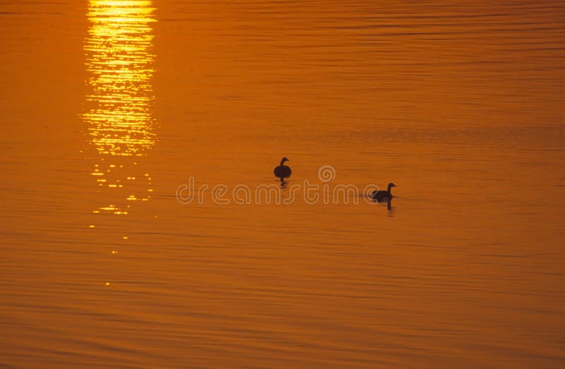 Geese at sunrise stock image. Image of morning, streak, summer - 21475