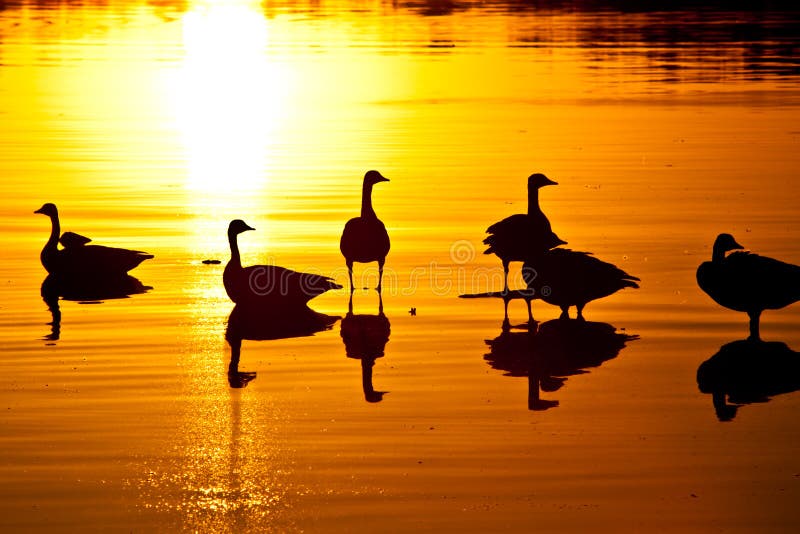 Geese at Sunset stock image. Image of pond, moon, silhouetted - 2846733