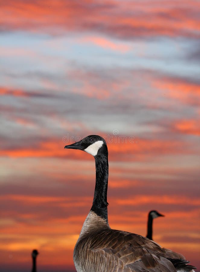 Geese at Sunset stock image. Image of sundown, flight - 24386709