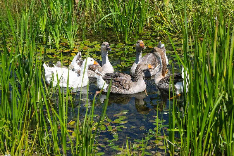 Geese in swamp stock image. Image of baby, animals, marshy - 48768705