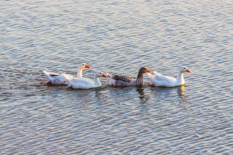 Geese Swim Along the River. Waterfowl Poultry_ Stock Image - Image of ...