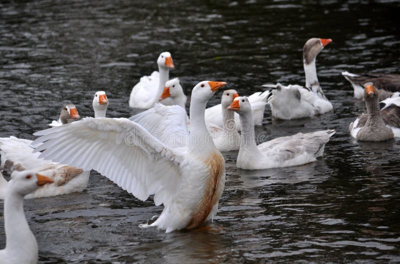 The Geese Swim in the River Stock Photo - Image of geese, group: 125743456