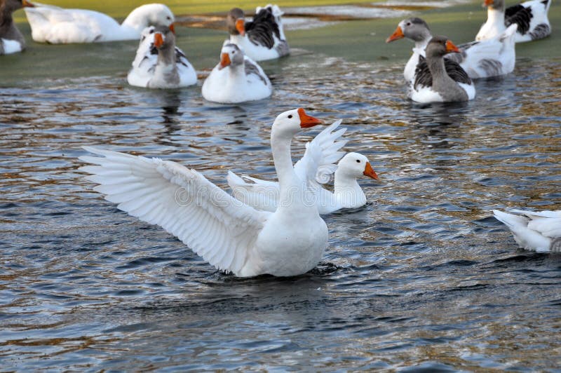 The Geese Swim in the River Stock Image - Image of landing, farm: 188084303