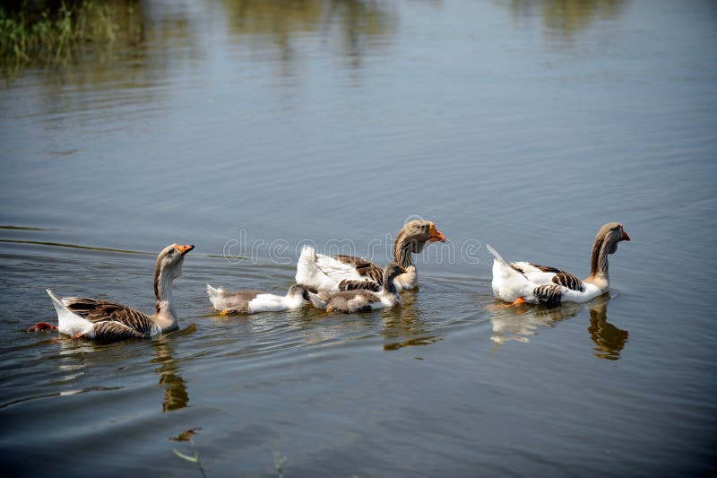 Geese Swim in a Rustic Pond Stock Image - Image of bird, kala: 95253303