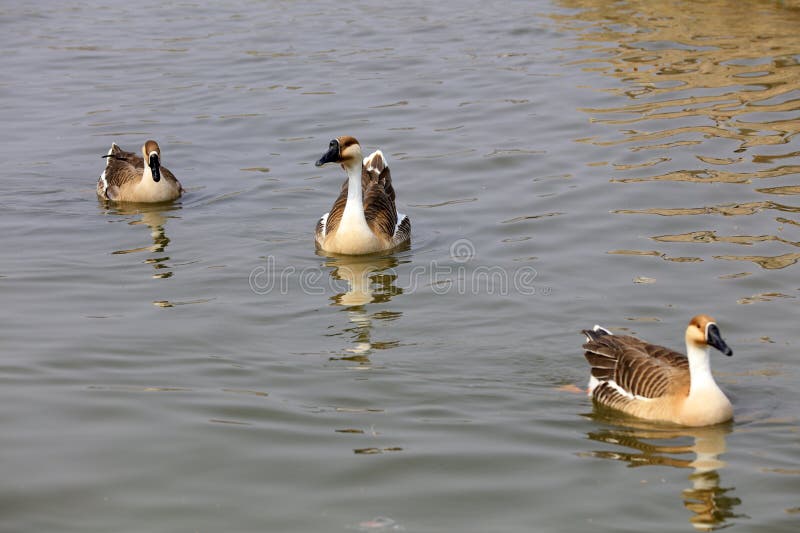 Geese Swim in the Water of a Park, China Stock Image - Image of ...