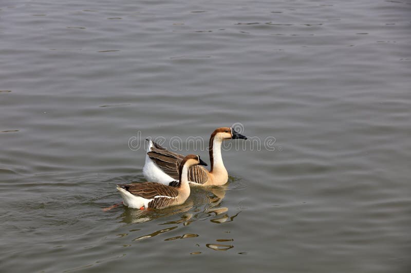 Geese Swim in the Water of a Park, China Stock Photo - Image of rest ...